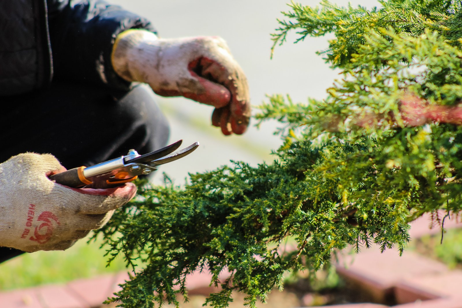 NLB Tree Service and Gardening